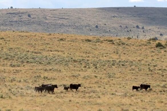 Home » Northern Ag Network